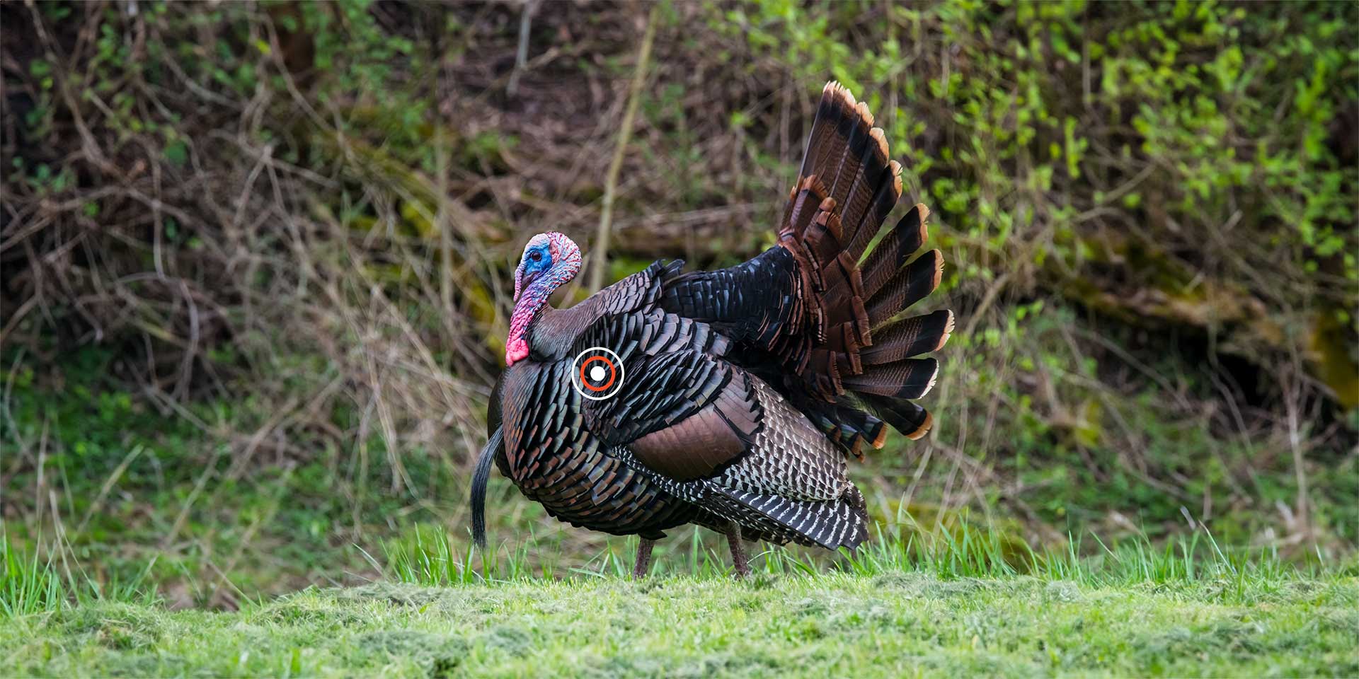 Turkey Hunting With a Crossbow: Tight Quarters, Trained Techniques